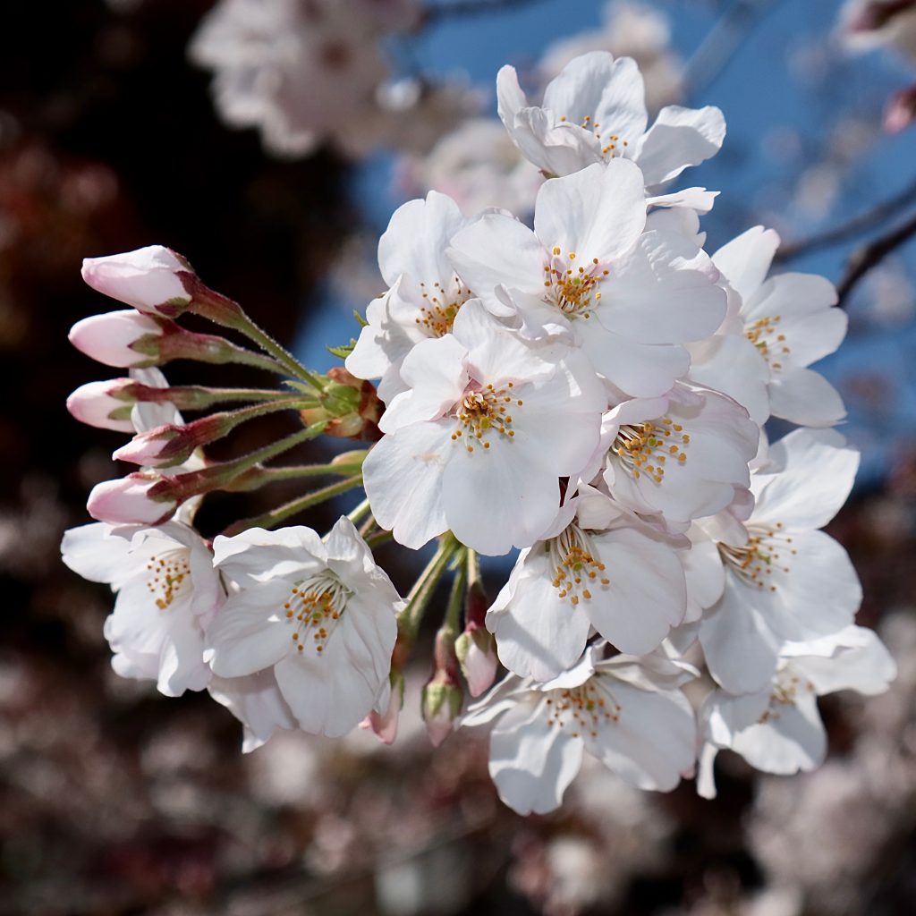 ソメイヨシノ | 花撮影技術&植物園紹介:花のブログ