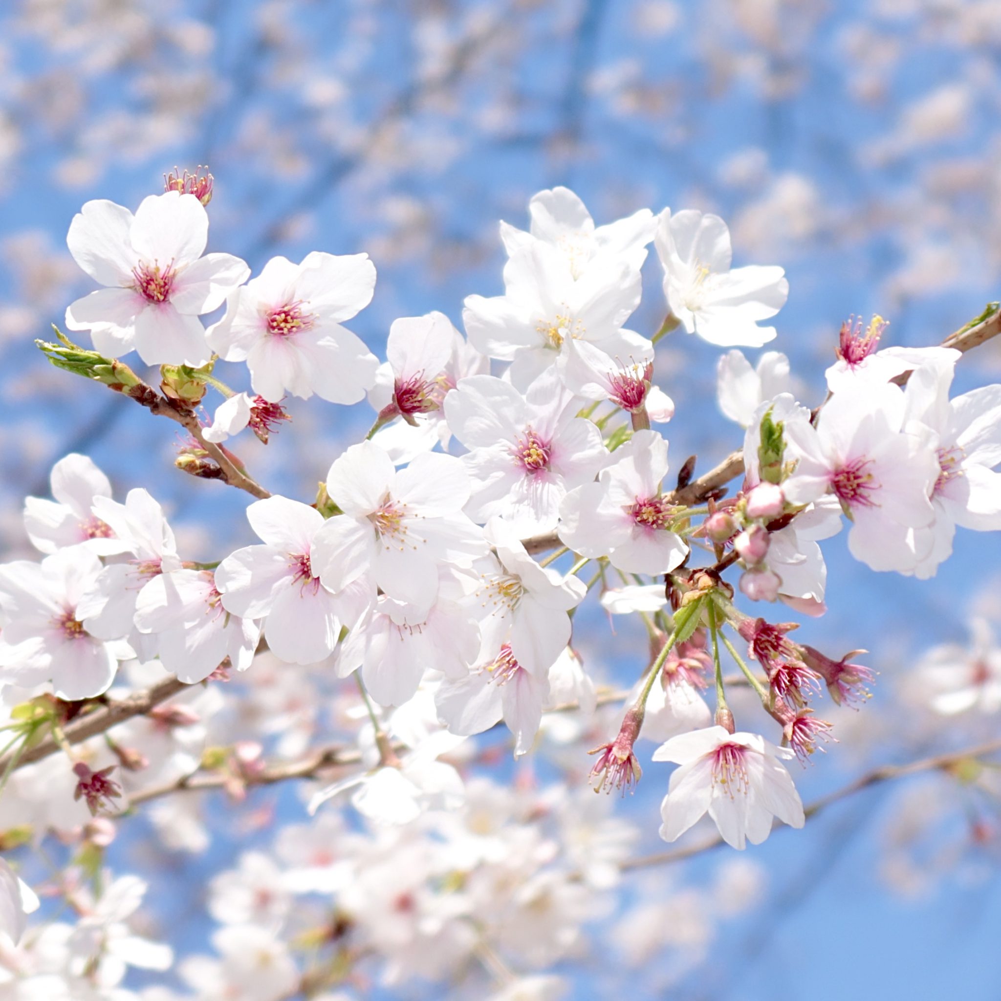 ソメイヨシノ | 花撮影技術&植物園紹介:花のブログ
