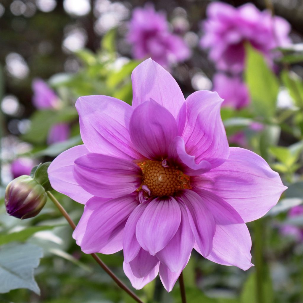 皇帝ダリア 花撮影技術and植物園紹介花のブログ