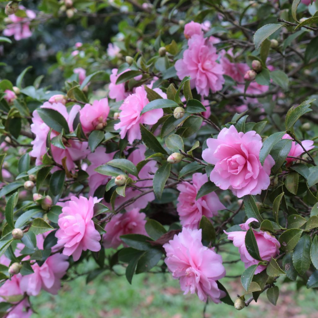 サザンカ | 花撮影技術&植物園紹介:花のブログ